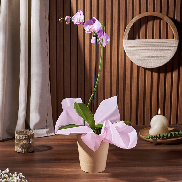 Wondrous Orchid Gift – Flower gift baskets – Hamilton delivery ...